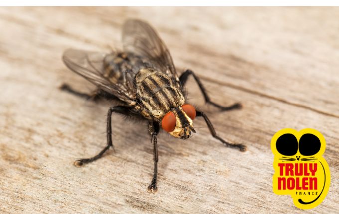 Les différents types de mouches présents en France